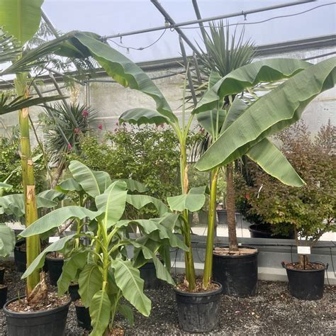 Buy Musa Basjoo Hardy Banana Architectural Plants