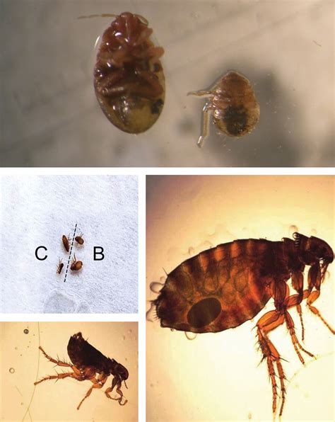 Breakfast Lunch And Dinner Sign A Hallmark Of Flea And Bedbug Bites Anais Brasileiros De