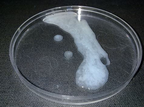 Filehuman Semen In A Petri Dish Wikipedia