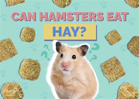 Can Hamsters Eat Hay? Vet Approved Facts & FAQ | Hepper Pet Resources