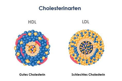 Cholesterinwerte Bedeutung Übersicht Tabelle