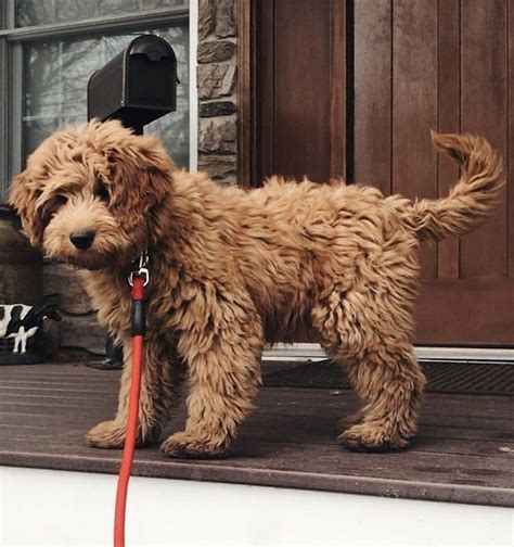 Labradoodle Vs Cockapoo Which Hybrid Is Better Artofit