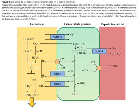 Pruebas De Función Renal Glomerular Y Tubular Nefrología Al Día
