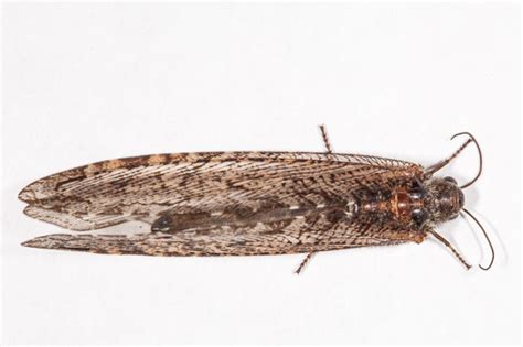 Giant Lacewing Polystoechotes Punctata Bugguide Net