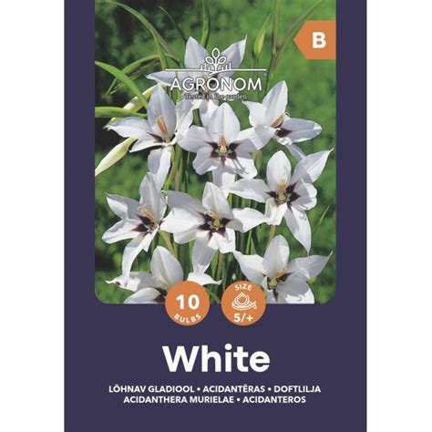 Луковици ️ с високо качество богато разнообразие гарантиран произход отлична опаковка Бърза