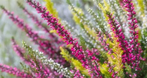 What Is The Difference Between Privatisation And Nationalisation Difference Digest