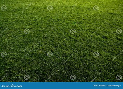 Green Turf Grass Texture With White Line In Soccer Field Stock