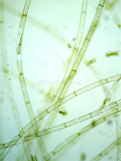 Filamentous Algae Microscope