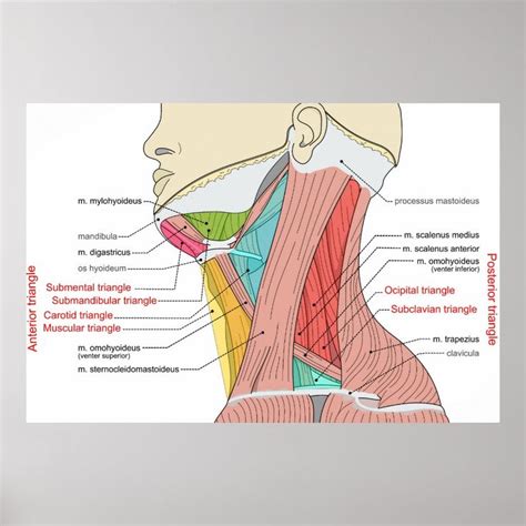 Anterior Posterior Triangles Neck Anatomy Muscles Poster Zazzle