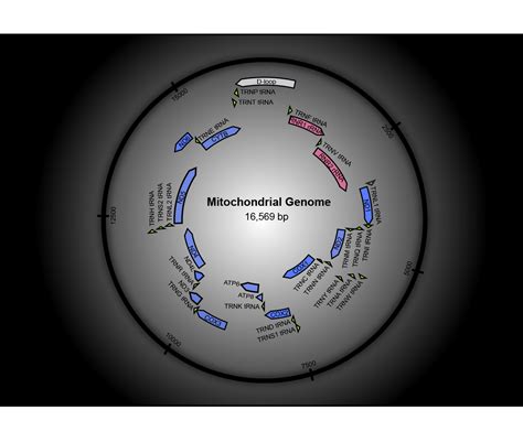 Haplogroup · Github Topics · Github
