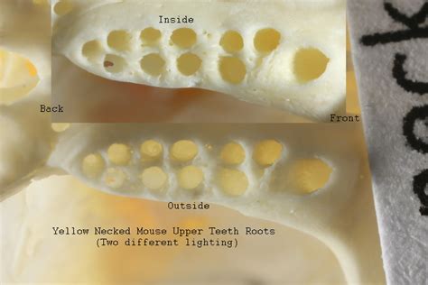 Yellow Necked Mouse Mouse Tooth Root Pattern John Rochester Flickr