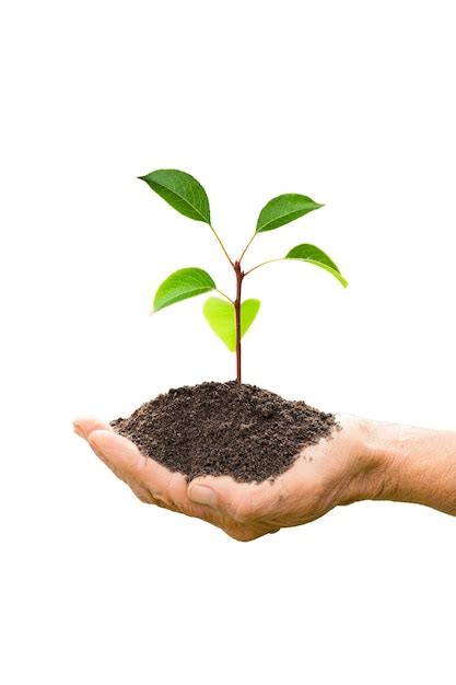 Premium Photo Small Pear Tree In Male Hands Isolated On White