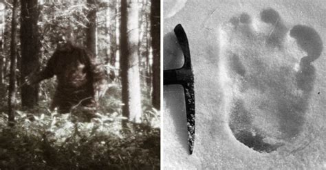 Mystery Of The Yeti Finally Solved As ‘abominable Snowman Dna Examined