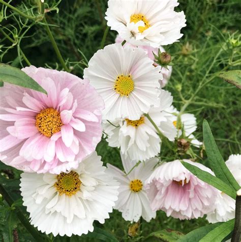 Cosmos Bipinnatus Cupcake Blush Cosmos Jora Dahl