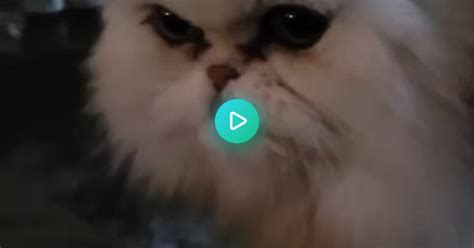 Squeak Album On Imgur