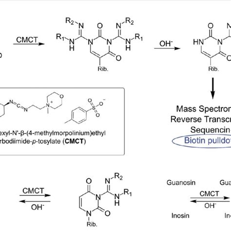 Reaction Of Carbodiimides With Pseudouridine And Uridine Top Download Scientific Diagram