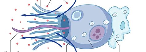 Qual é A Função Dos Coanócitos Hexag Online