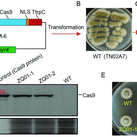 Protein Expression Of The Cas9 Gene With Human Codon Usage Bias In A