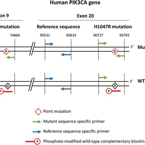 Primer Design The Diagram Illustrates The Position Of The Primers Used Download Scientific
