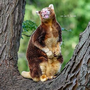 We Just Discovered That Tree Kangaroos Exist And Theyre Absolutely Adorable Bored Panda