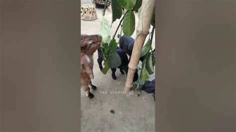 Bakri Ka Baccha Gaska Pata Kata Hai Youtube