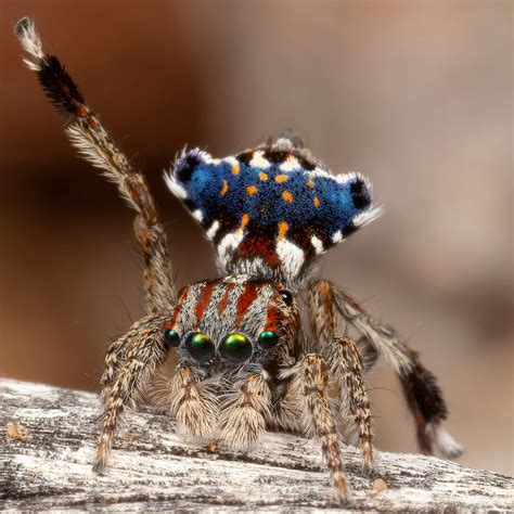 Peacock Spider Sciency Thoughts Two New Species Of Peacock Spider