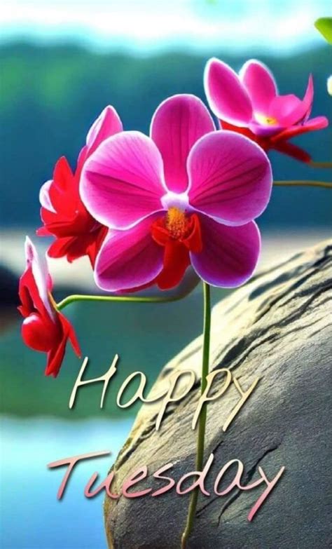 Good Morning Wishes With Flowers Good Morning Pictures