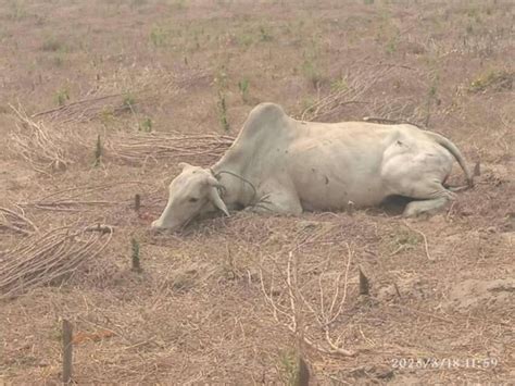 ကနီမြို့နယ်တွင် စစ်တပ်က တောင်ယာလုပ်ကိုင်နေသည့် ပြည်သူများကို လေယာဉ်ဖြင့် ဗုံးကျဲ တိုက်ခိုက်မှု