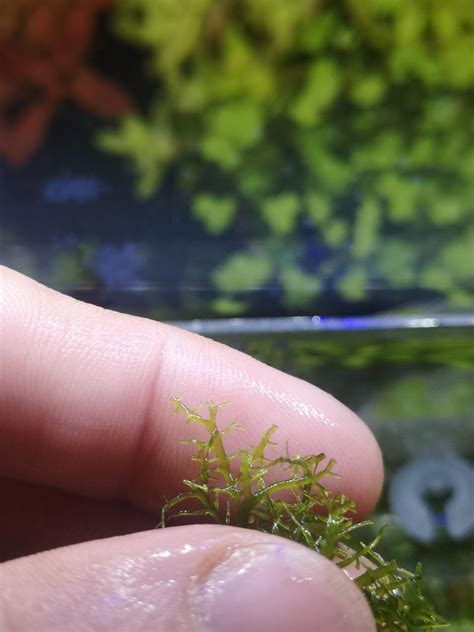 Mini Pellia Subwassertang Or Something Else Aquascape