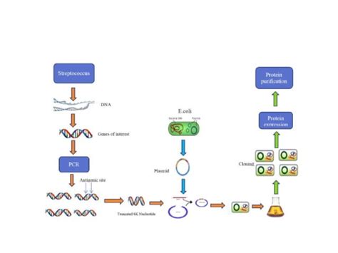 Shareproduction And Applications Of Streptokinasepptx