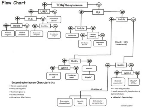 Review Enterobacteriaceae Flashcards Quizlet