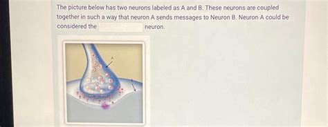 Solved The Picture Below Has Two Neurons Labeled As A And B Chegg Com
