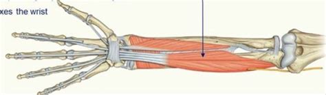 Anterior Deep Layer 1 Diagram Quizlet