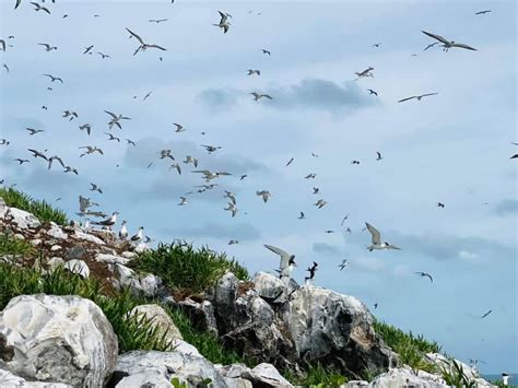 Thi N Ng C A Chim Tr I Gi A Bi N Kh I