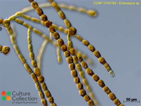 Ectocarpus Sp