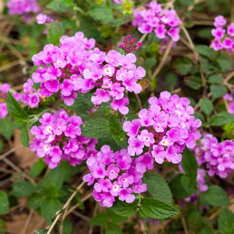 Purple Trailing Lantana Charleston Parks Conservancy