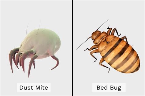 Dust Mites Vs Bed Bugs Bites Treatments And Prevention