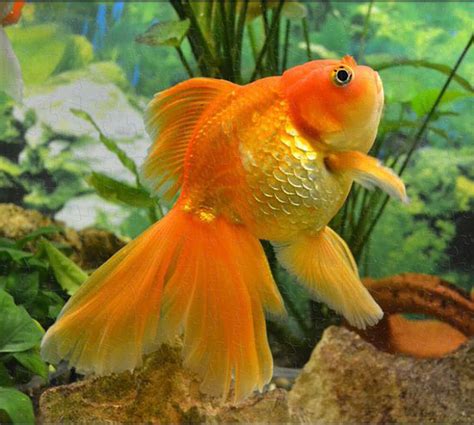 Mách Bạn 7 Loại Cá Kiểng đẹp Dễ Nuôi Nhất Hiện Nay