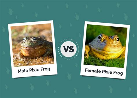 Male Vs Female Pixie Frog The Differences Vet Verified Info With Pictures Hepper Pet Resources