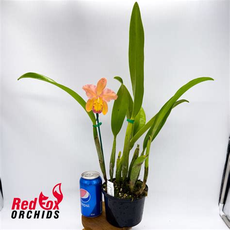 Brassolaeliocattleya Mismo X Blc Miami Gold Mendenhall