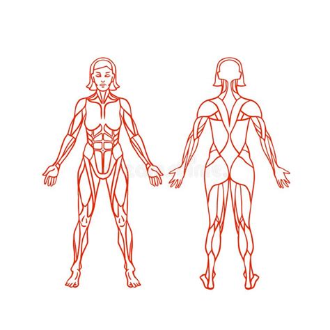 Outline Human Muscles Diagram Stock Illustrations 86 Outline Human