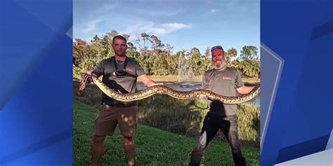 Homeowner Surprised By 10 Foot Python Near Backyard Pool
