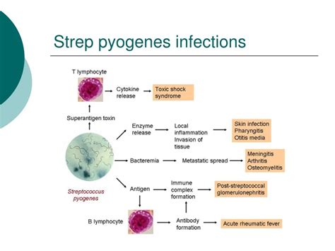 Ppt Streptococcus Powerpoint Presentation Free Download Id 9528574