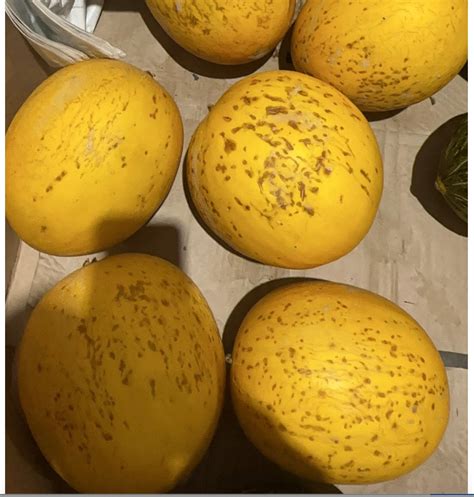 Candy Melon With Blemishes 1 Piece Umall Australias Largest