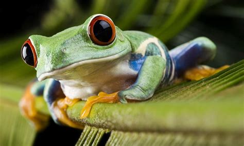 10 Cosas Que No Sabías De Las Ranas No Lo Sabía