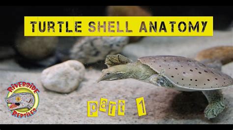 Sea Turtle Shell Anatomy