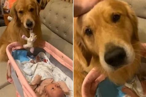 새 장난감 선물 받은 ‘천사 리트리버 강아지가 아기에게 보인 감동 행동