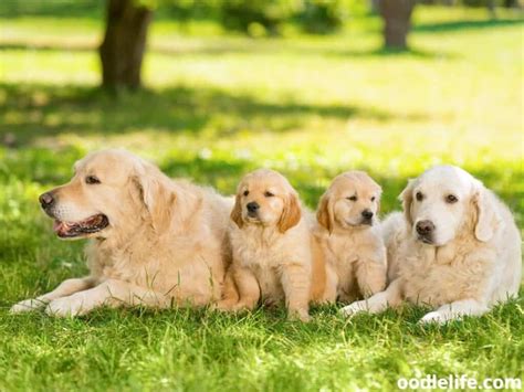 The 5 Best Golden Retriever Breeders In North Carolina 2024