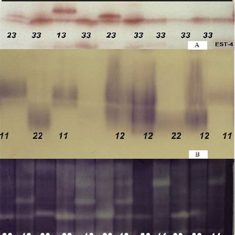 Section Of An Electropherogram Showing Some Allelic Variants А Loci