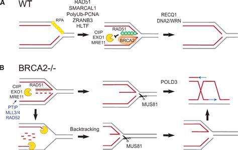 Replication Fork Reversal Semantic Scholar